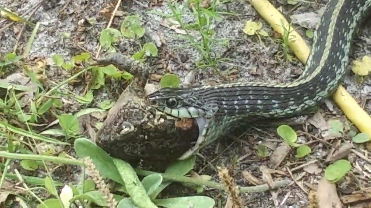 Garter Snake Eating A Whole Toad ! Must Watch !!! - YouTube