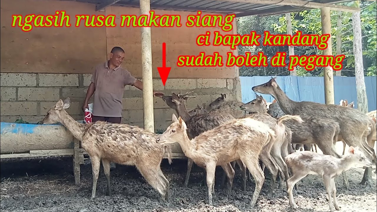 ngasih rusa makan siang_bapak kandang boleh di pegang - YouTube