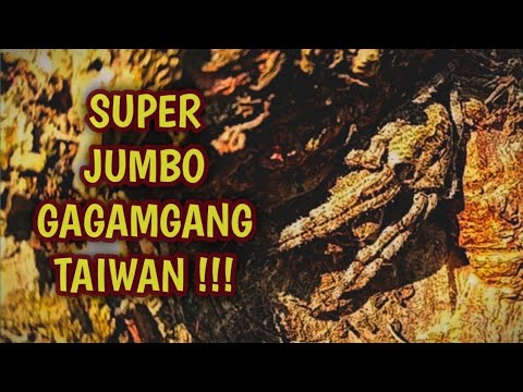 SUPER JUMBO GAGAMBANG TAIWAN !!! - YouTube