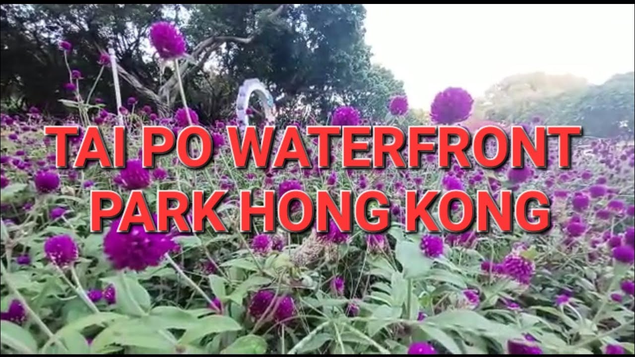 Tai Po Water Front Park @aira761 - YouTube