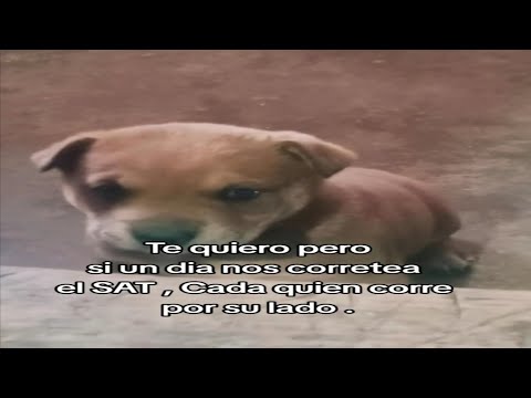 SHITPOST COMPILATION #15 | HUMOR FOR ALL - YouTube