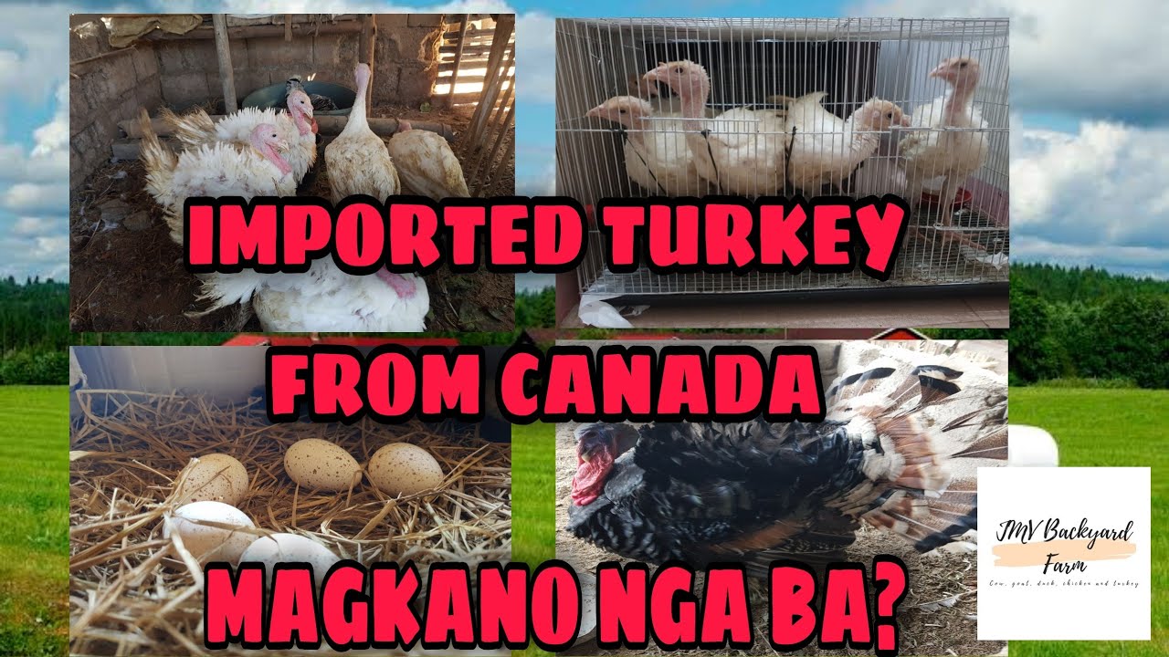 Presyo ng pabo | Pabo | Broad Breasted White Turkey | Pagpapapisa ng ...