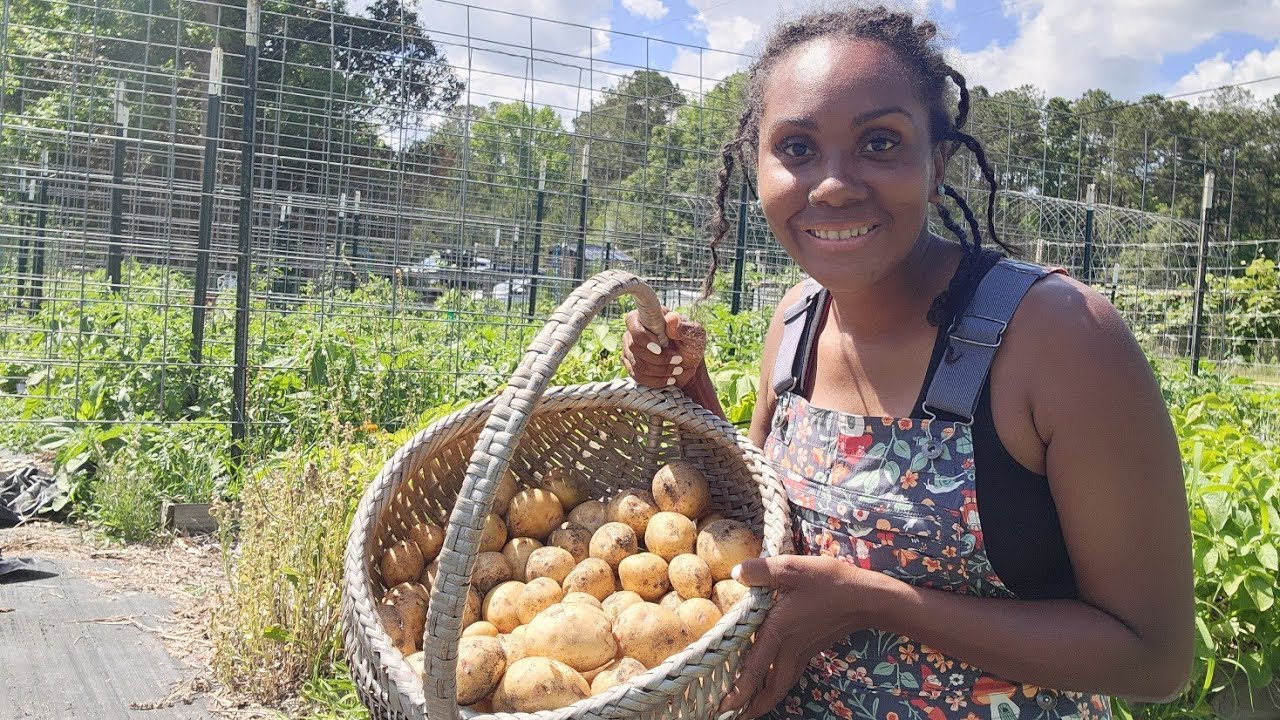 Spring Potato Harvest 2024 PT 1 - YouTube