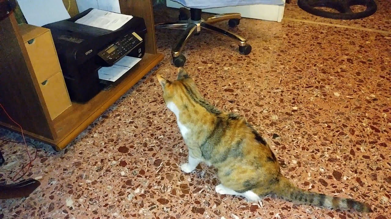 cat VS printer - YouTube