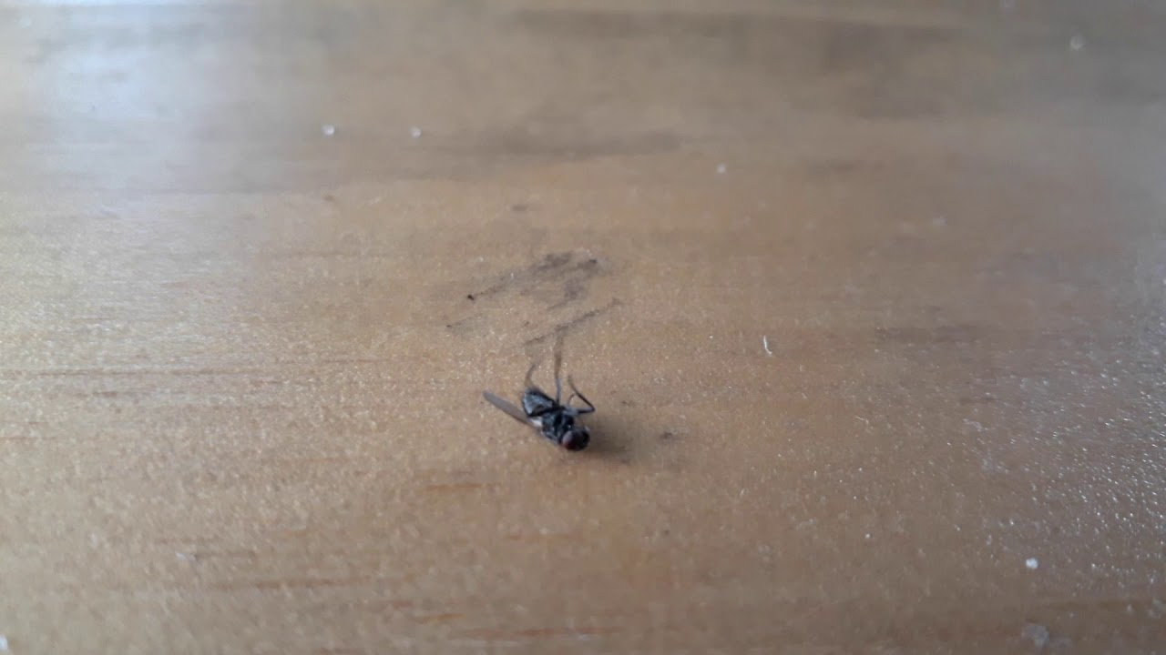 Mosca Bailando Breakdance - Fly breakdancing - YouTube