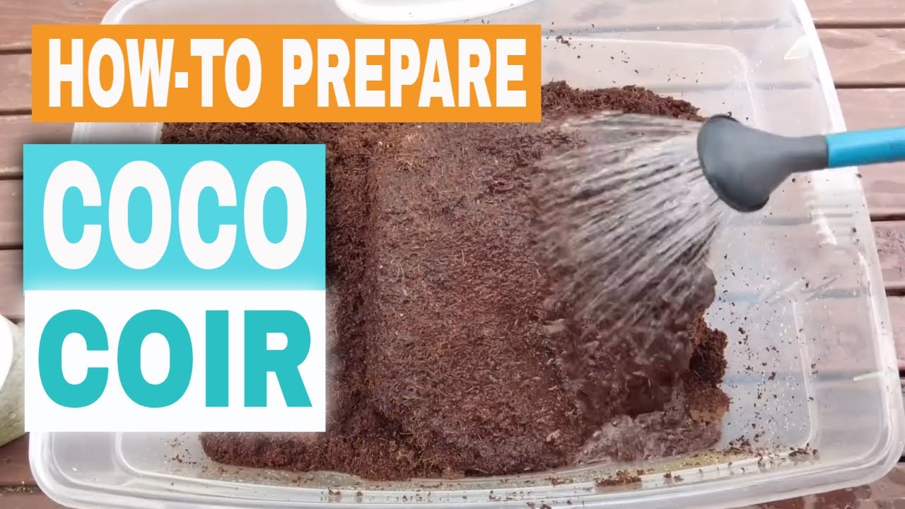 How to prepare Coco coir as potting mix - YouTube