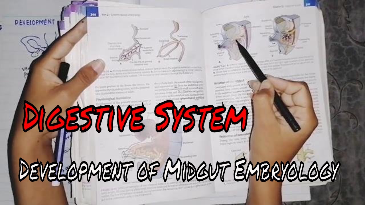 Digestive system Development of Midgut Embryology MBBS ONLINE LECTURES ...
