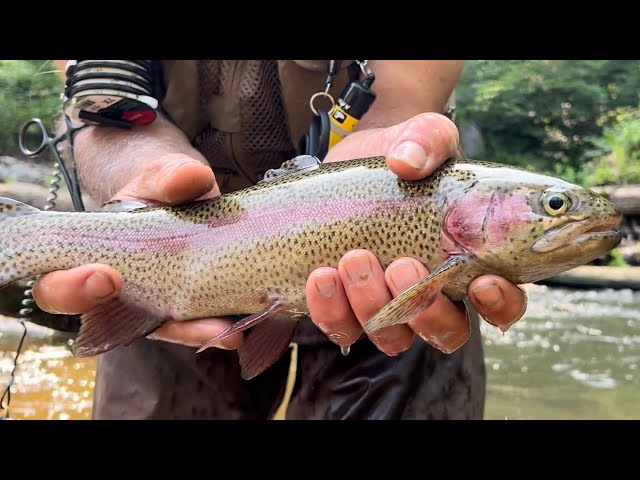 Manasquan River Trout Fishing NJDEP Division Of Fish & Wildlife Fall