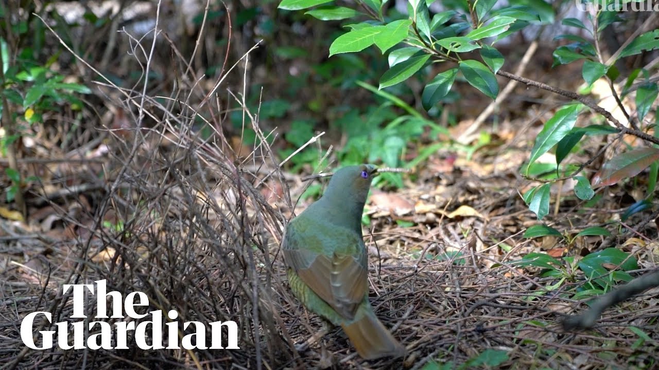 A bowerbird builds his nest a metre from Sydney suburbia – Australian ...