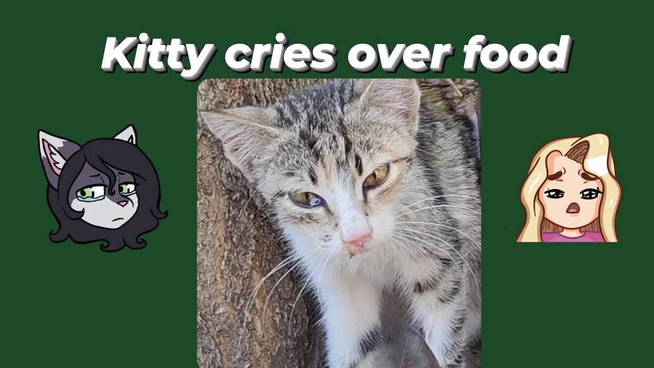sad kitty cries because he is so hungry #cat #kucing #cats - YouTube