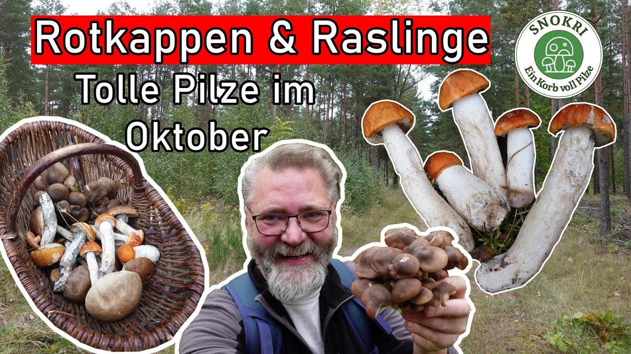Rotkappen und Raslinge Super schöne Pilze im Oktober 2023 - YouTube