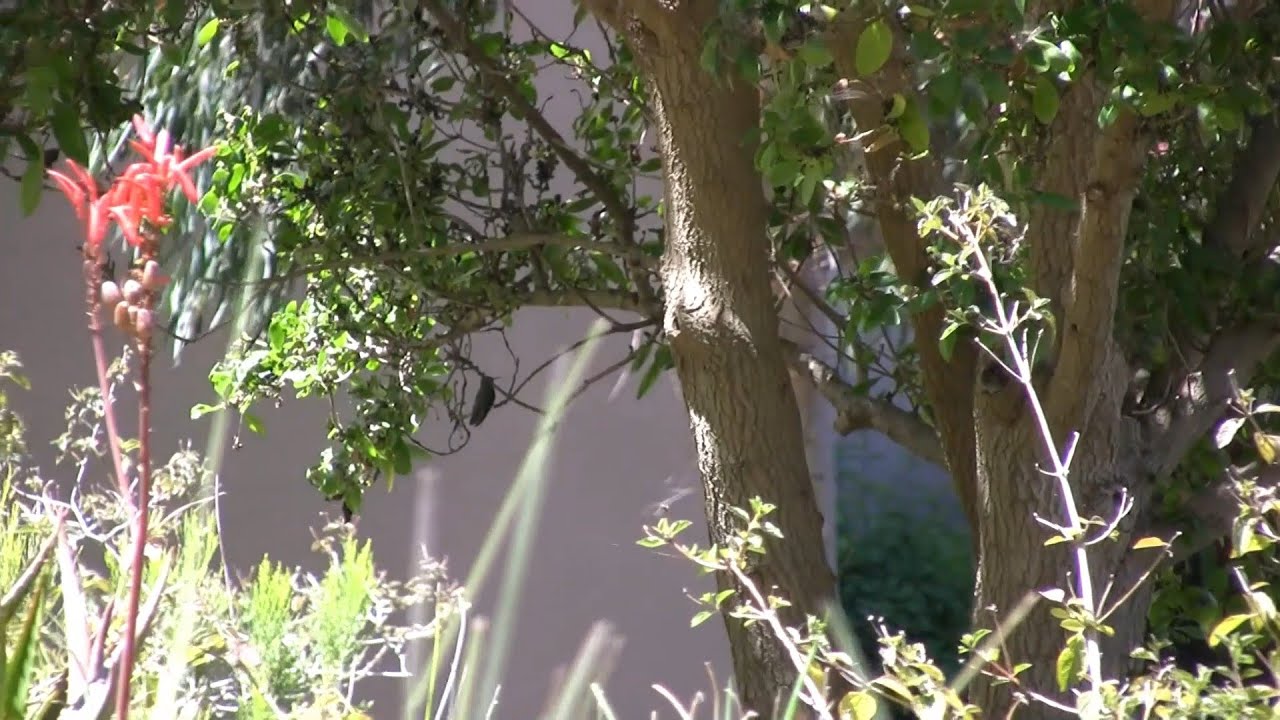 Hummingbirds at our condo in beautiful Lake Murray in San Diego & La ...