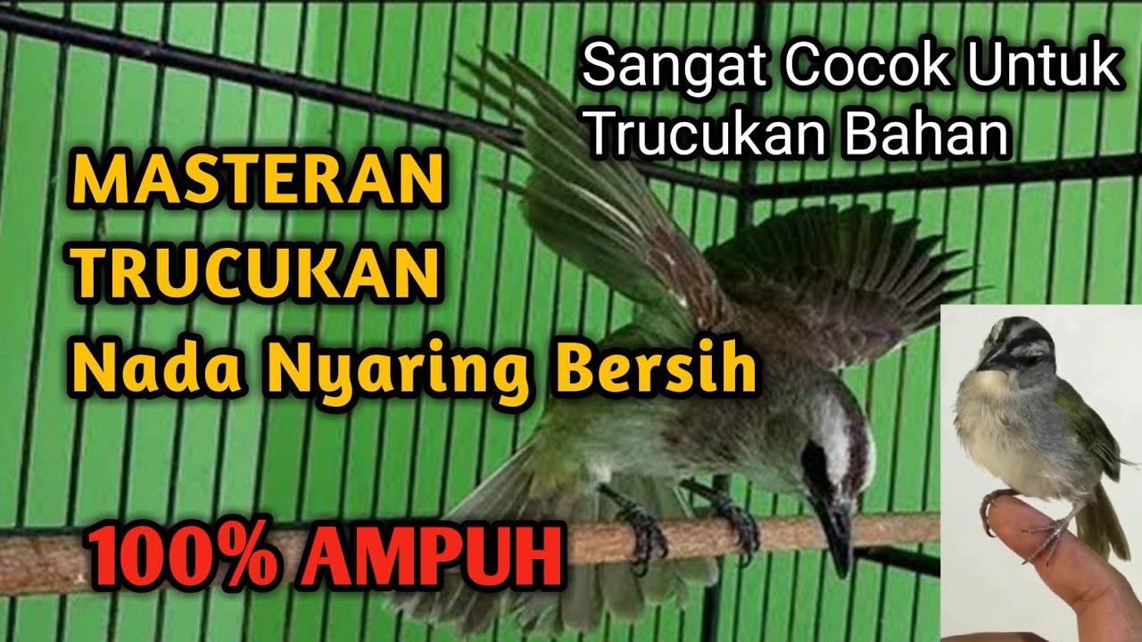 Masteran Trucukan Gacor dan Jinak - YouTube