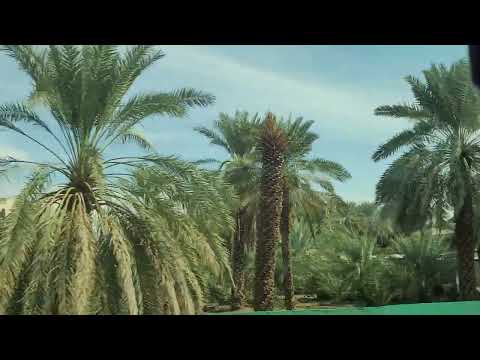 Medine xurma bağları