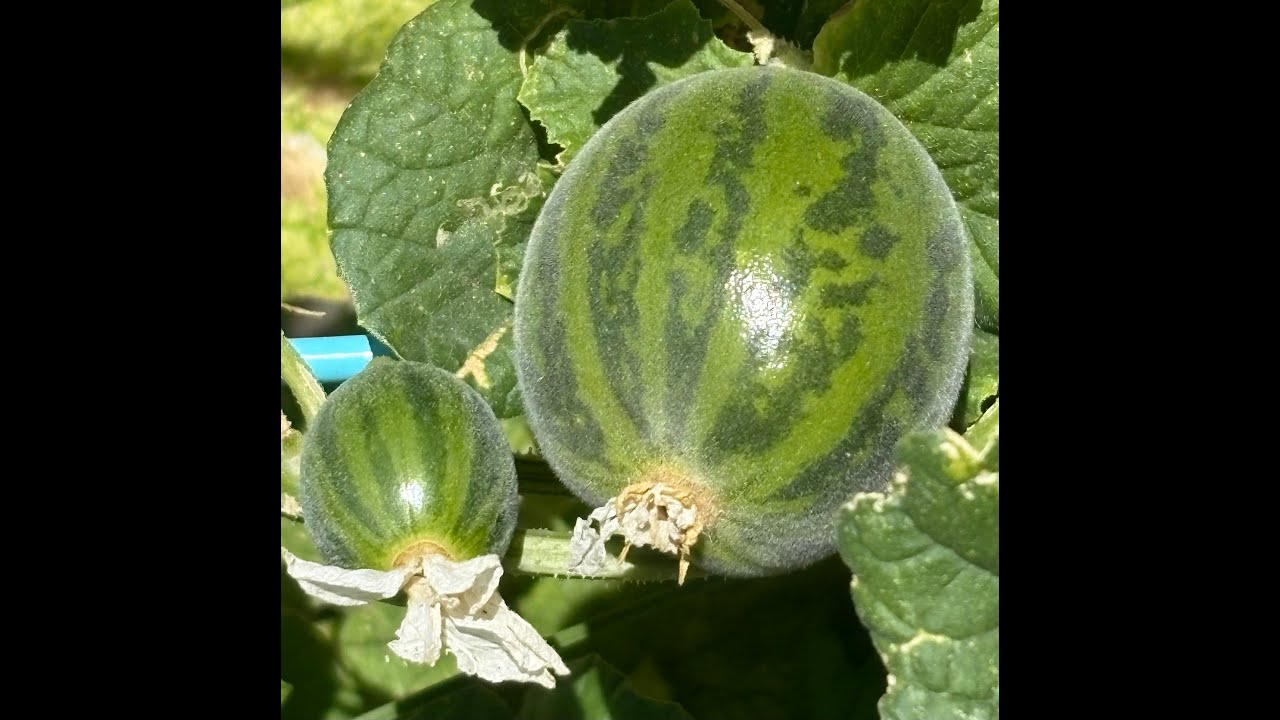 JAPANSE TIGER MELON TASTING - YouTube