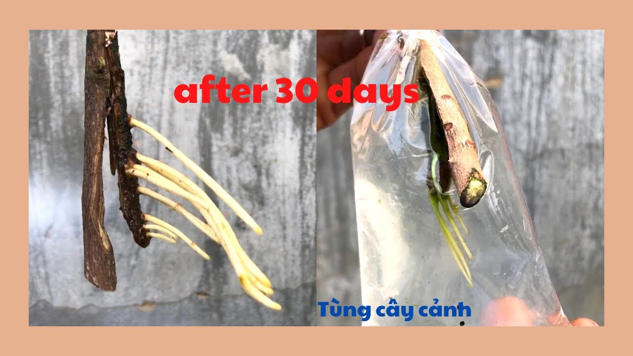 How to extract plants with water very much roots - YouTube