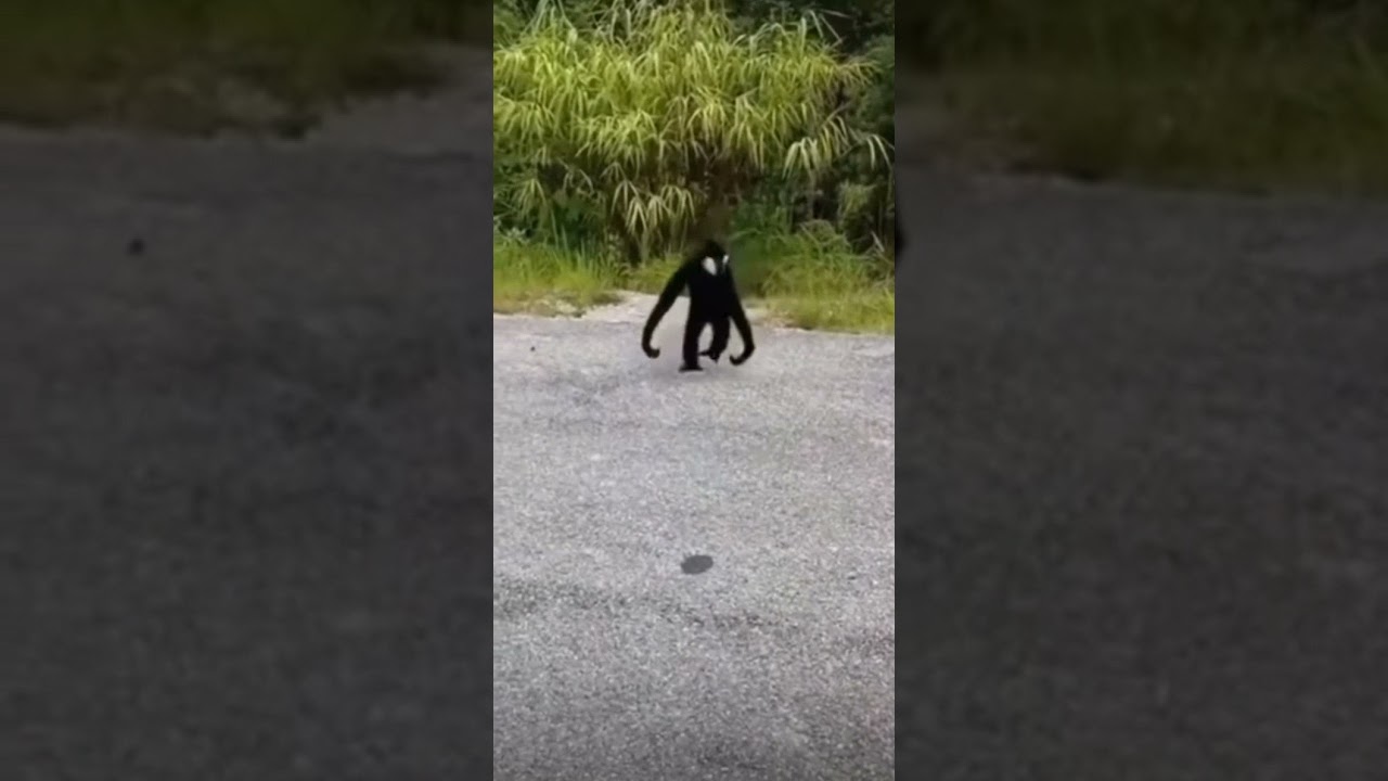 the Venom Monkey - YouTube