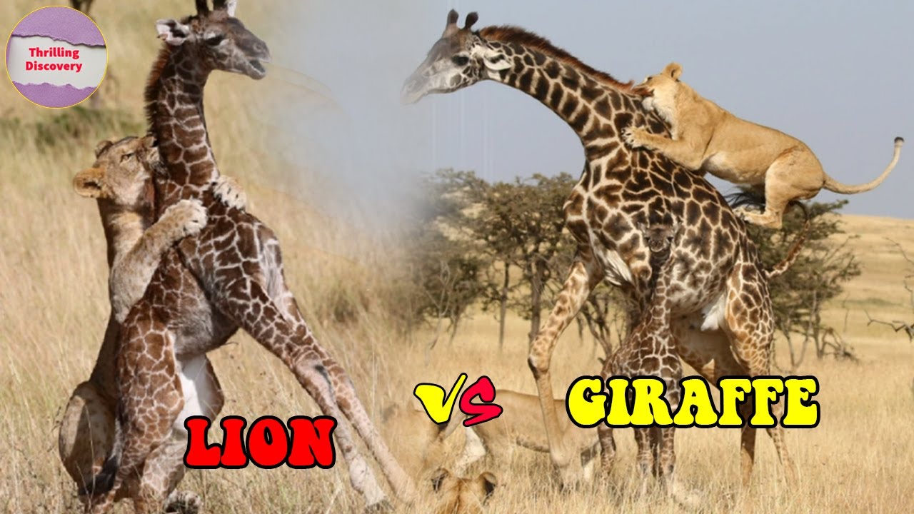 🔥 Uncover the mystery The fight between a lion and a giraffe can be ...