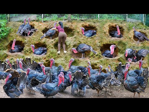 Harvesting Many Turkeys On The Farm, Use 3-Wheeled Truck Transport  Big Turkeys Go To Market Sell