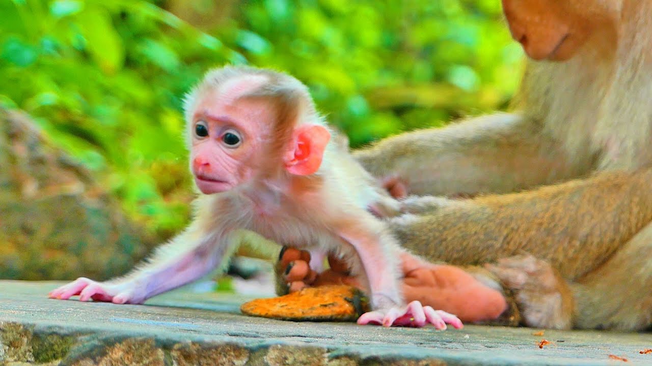 WOW New Born baby Look Surprise By His Mom Teaching Him Learning To ...