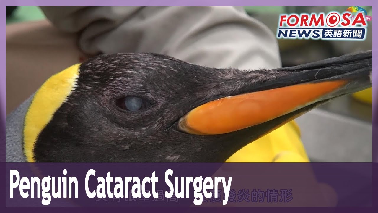 King penguin undergoes first successful cataracts surgery at Taipei Zoo ...