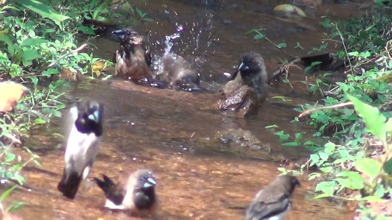 Group Bath- Munia -Bull Bull Observation - YouTube