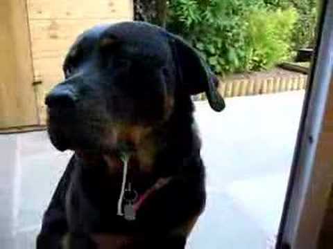 Ax the drooly dog (Pea-brain) - YouTube