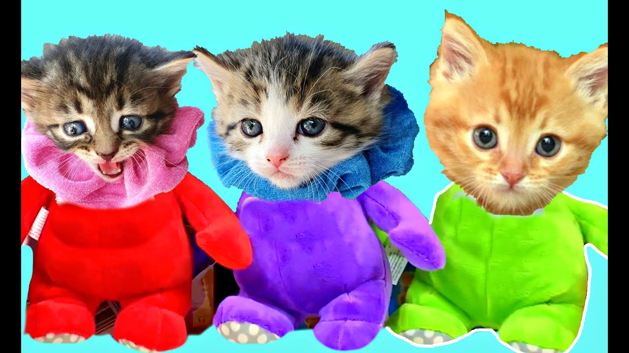 Learn Colours with Cute Little Kittens - YouTube