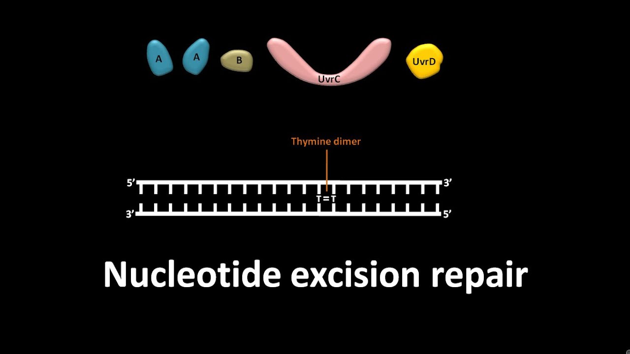 Nucleotide excision repair in prokaryotes like E. coli - YouTube