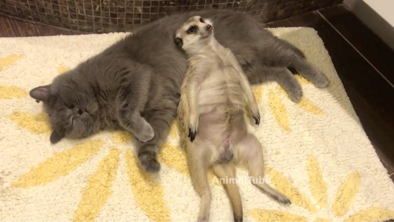 ANIMALS ARE AWESOME 🐶 Funny animals life #1 - YouTube