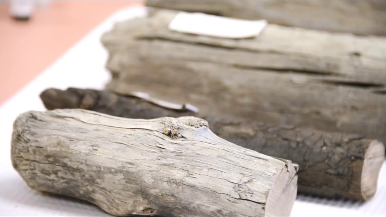 Mummified Wood - YouTube