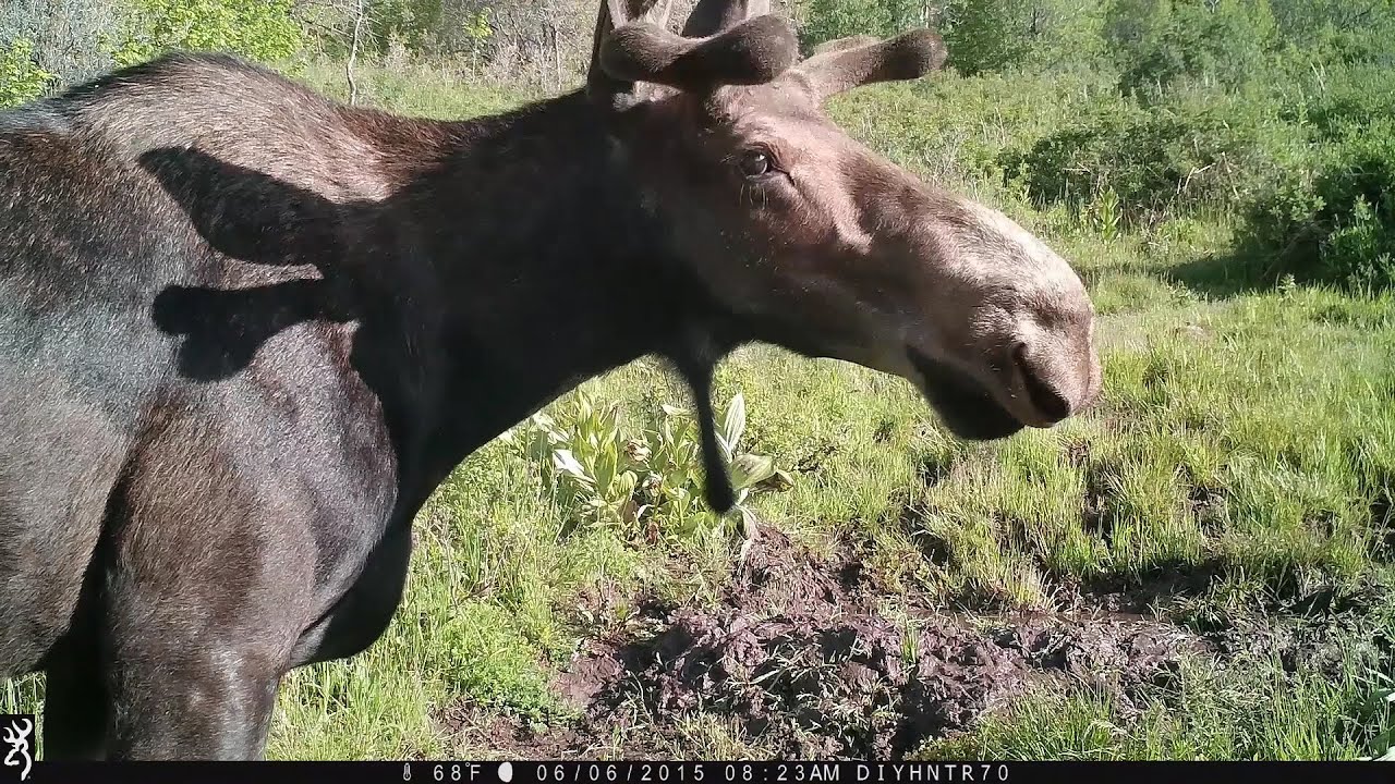 Moose in Full HD - Recon Force BTC-7FHD Trail Cameras - YouTube