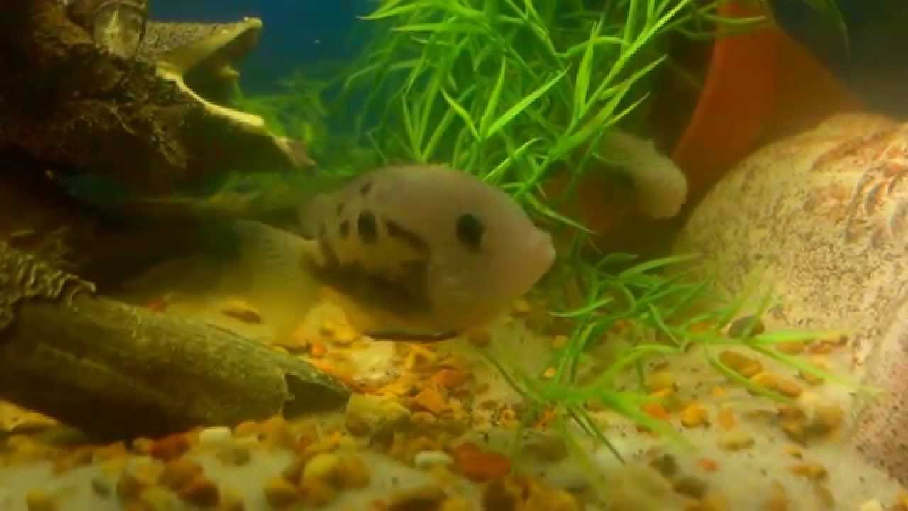 Etroplus maculatus / Orange Chromides tending fry - YouTube