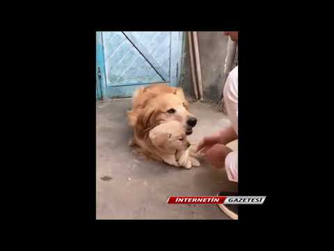 Anne köpeğin doğurduğu yavrusuna gösterdiği müthiş sevgi
