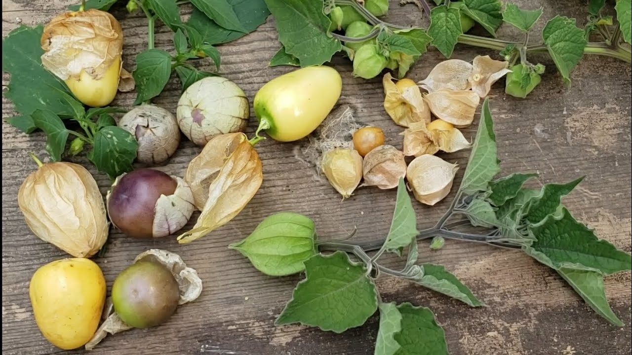Ground Cherries, Tomitillos & Cape Gooseberries Oh My! Different Plants ...