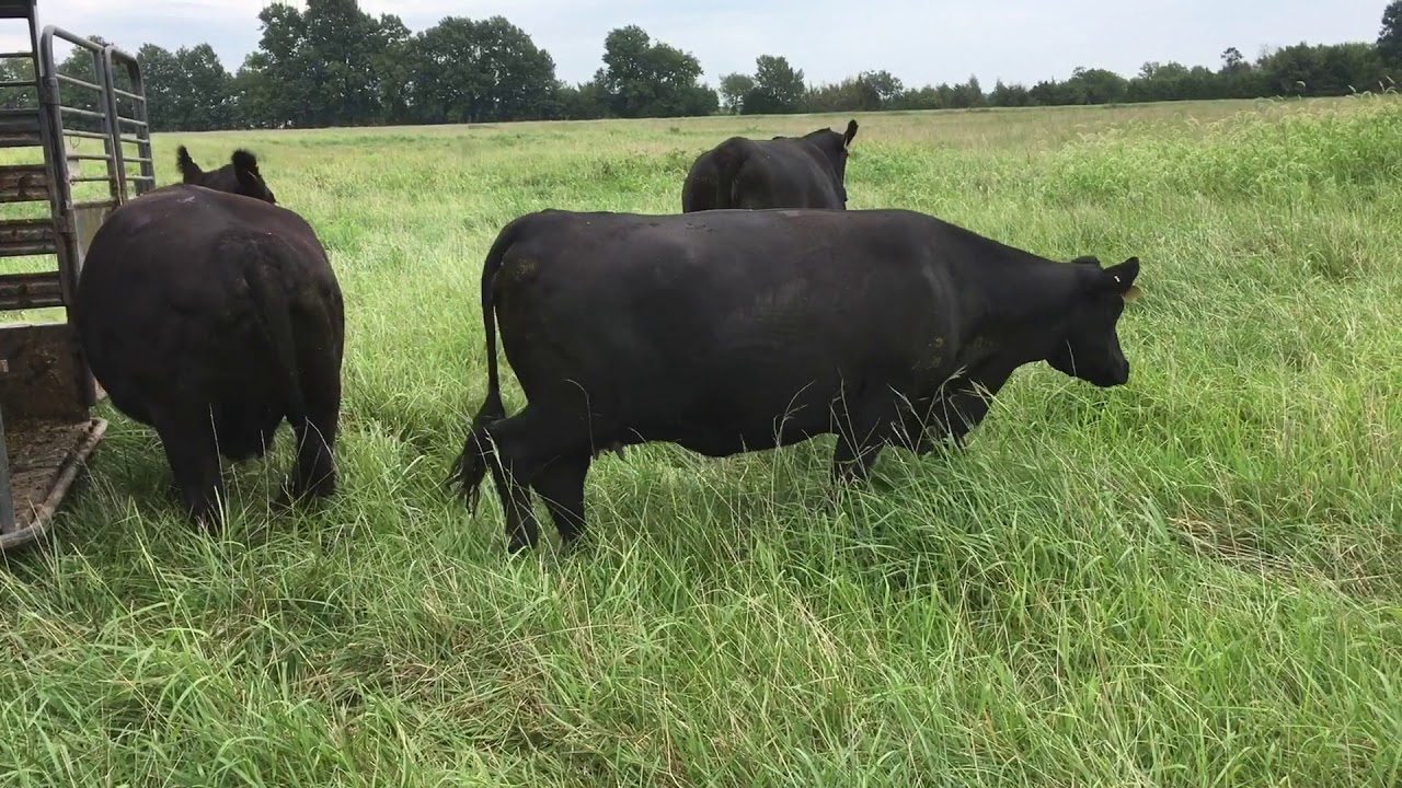 Bringing Fall Calving Cows Home! - YouTube