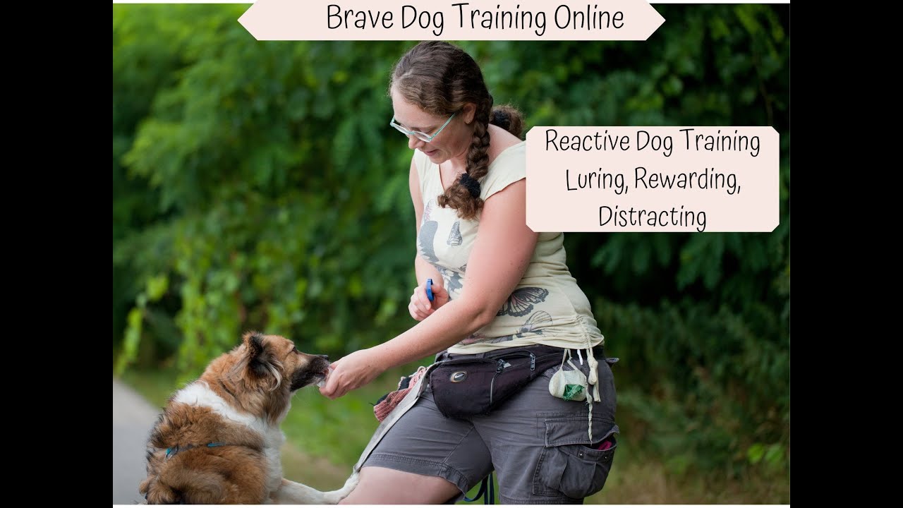 Reactive Dog Training - Luring, Rewarding, Distracting - YouTube