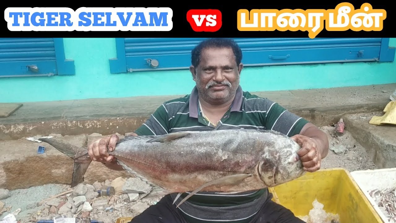 Trevally big fish cutting video by Tiger selvam! indain fish market ...