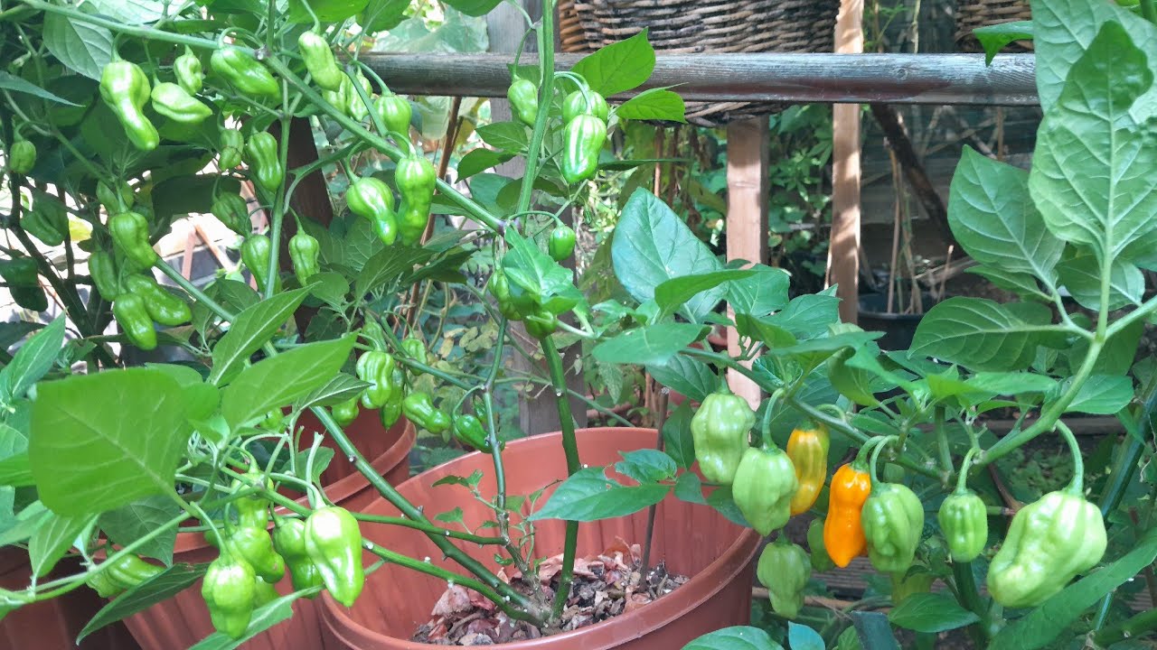 Naga Chilli Plants Update 2023 Shoker Bagan UK - YouTube