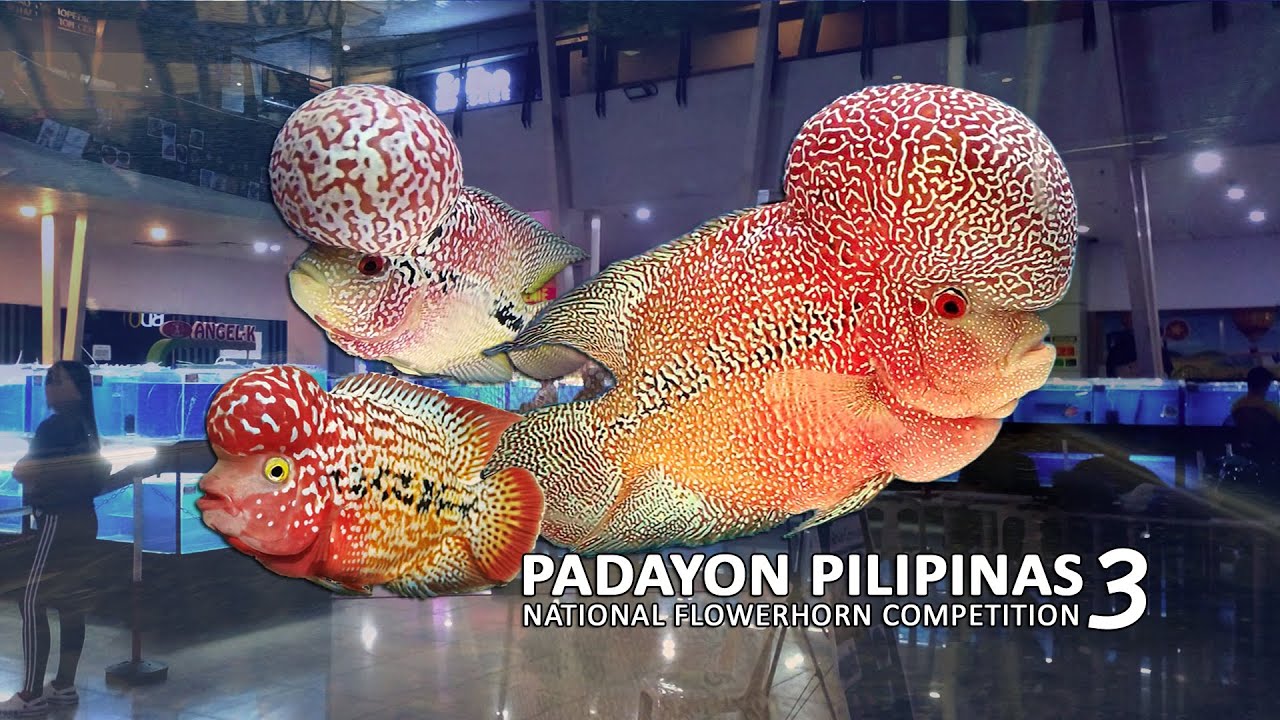 PADAYON PILIPINAS 3 - YouTube