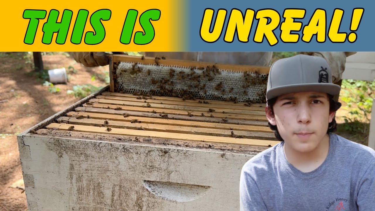 What the bees have done in 2 weeks is Insane!! Time To add a super ...