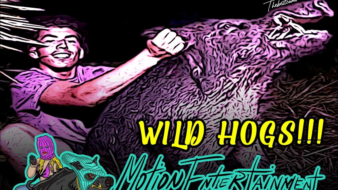 Catching Feral Hogs with Dogs in South Florida - YouTube