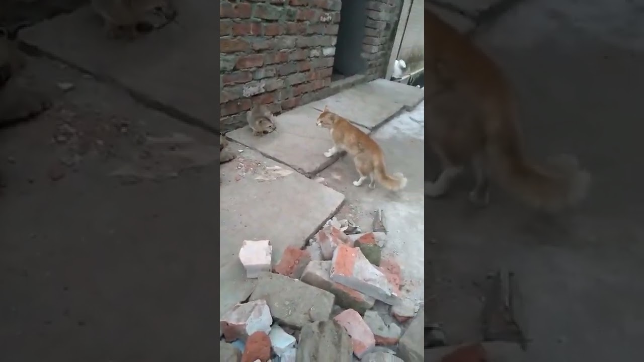 two mew mewing - YouTube