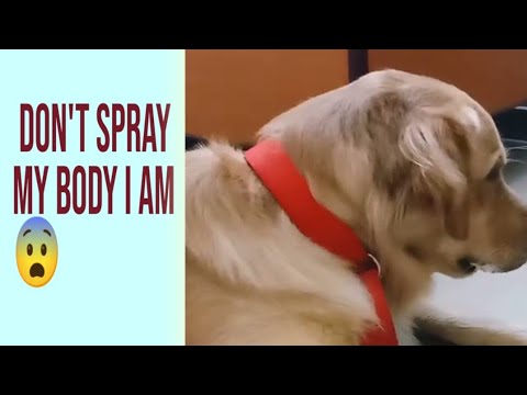 Arlo is Very Scared with Insecticide Spray, Says Don't Spray My Body ...