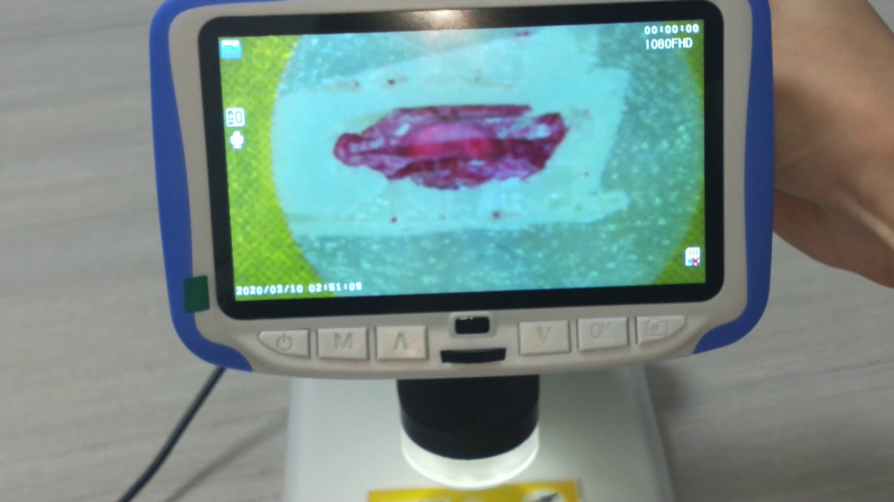 Observe Biological Slices Under Andonstar AD205 Digital Microscope ...