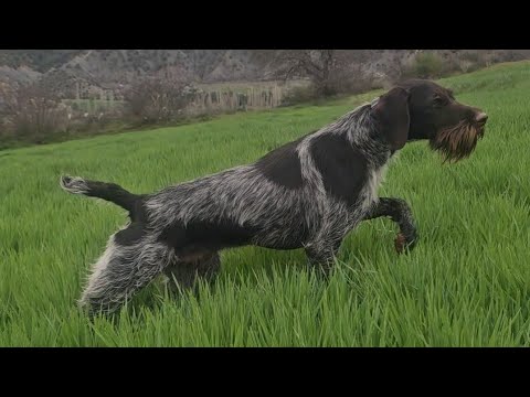 FERMA EĞİTİMİ OLUR MU ? AV KÖPEĞİ EĞİTİMİ 
