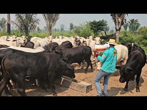 A BOIADA ESTA GORDA PARA O ABATE😱