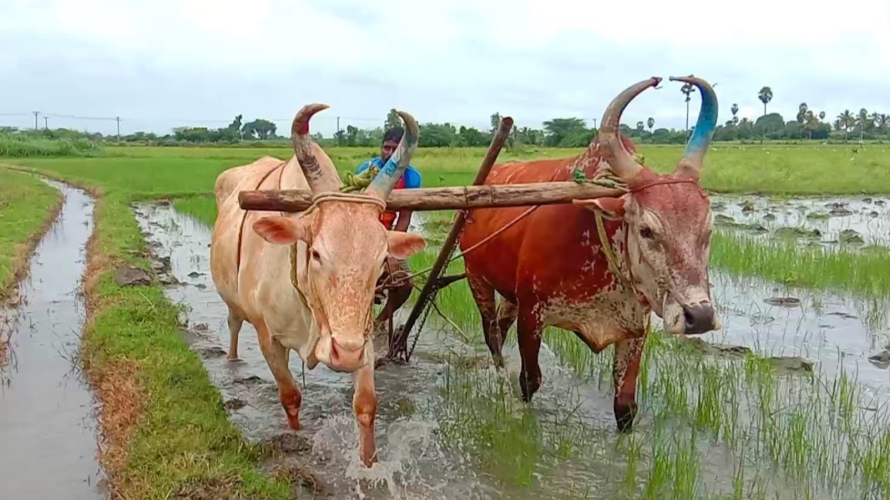 Bullock ploughing video | bullock ploughing - YouTube