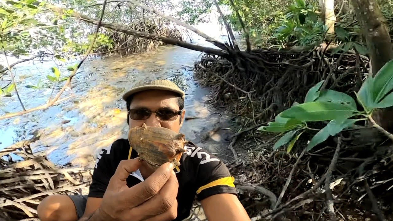 Hunting for mussels in the mangroves . - YouTube