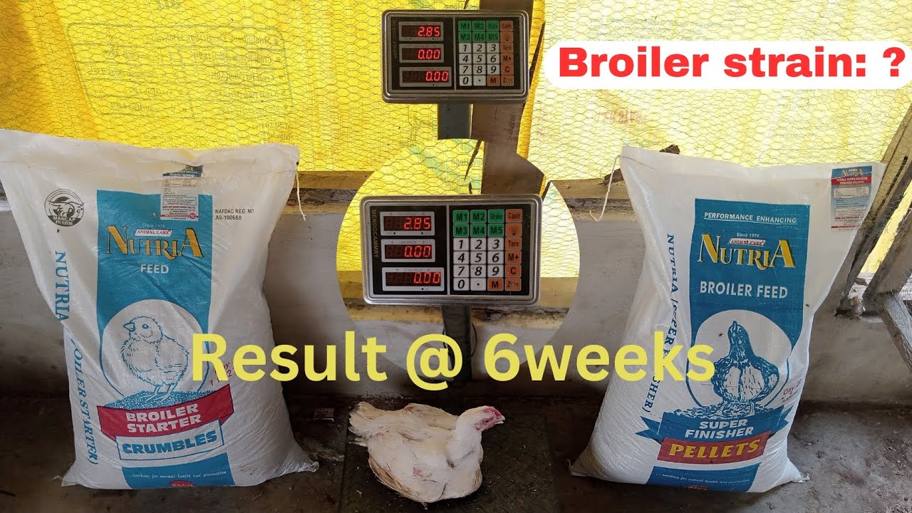 Broiler Result @ 6 weeks || Arbor Acres || Animal Care || #broiler # ...